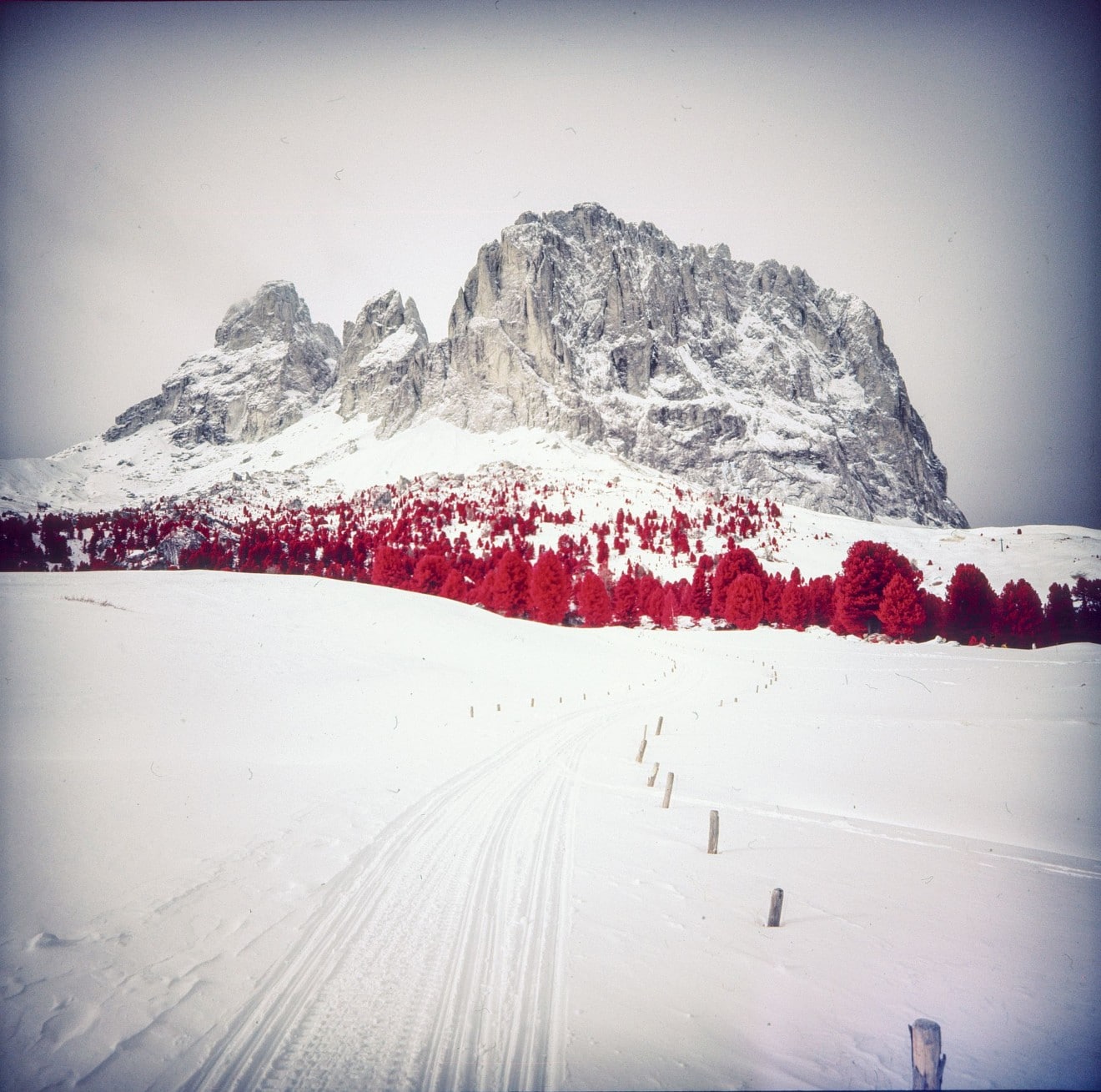 how-to-shoot-colour-infrared-film-by-david-hochleitner