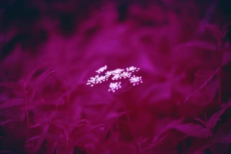 how-to-shoot-colour-infrared-film-by-david-hochleitner